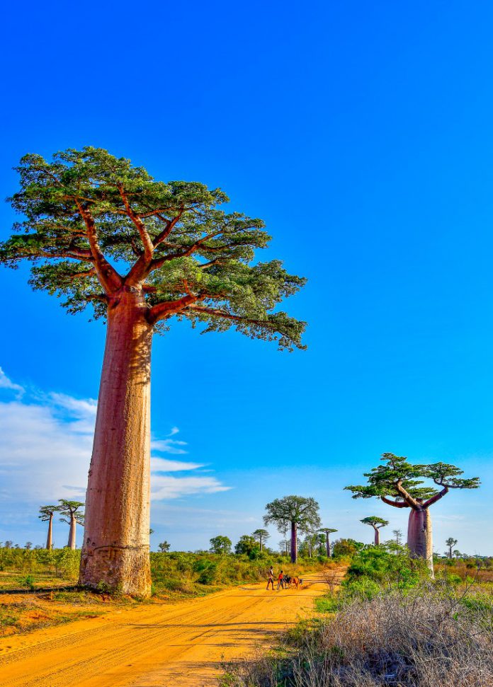 Madagascar – Malagasy Magic - battleface