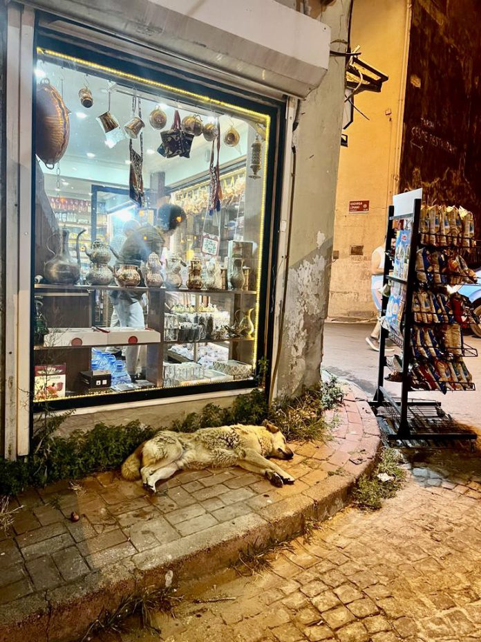 The Stray Dogs of Istanbul - battleface