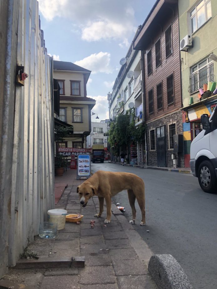 The Stray Dogs of Istanbul - battleface
