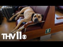 The Stray Dogs of Istanbul - battleface