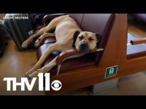 The Stray Dogs of Istanbul - battleface