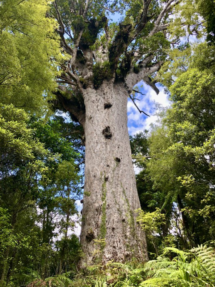 Tāne Mahuta, Lord of Forests | New Zealand - battleface