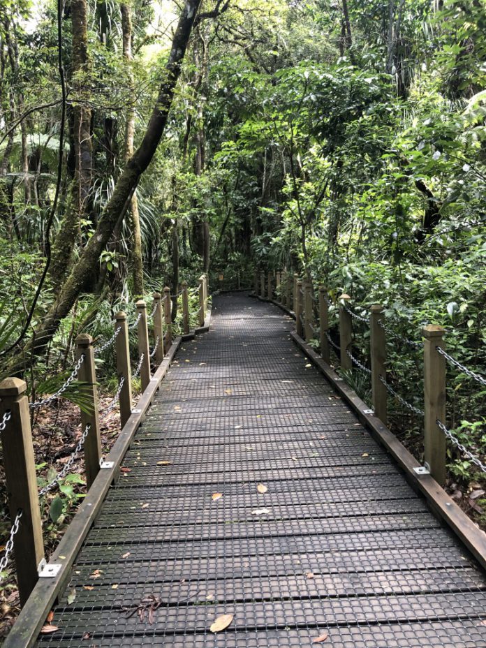 Tāne Mahuta, Lord of Forests | New Zealand - battleface