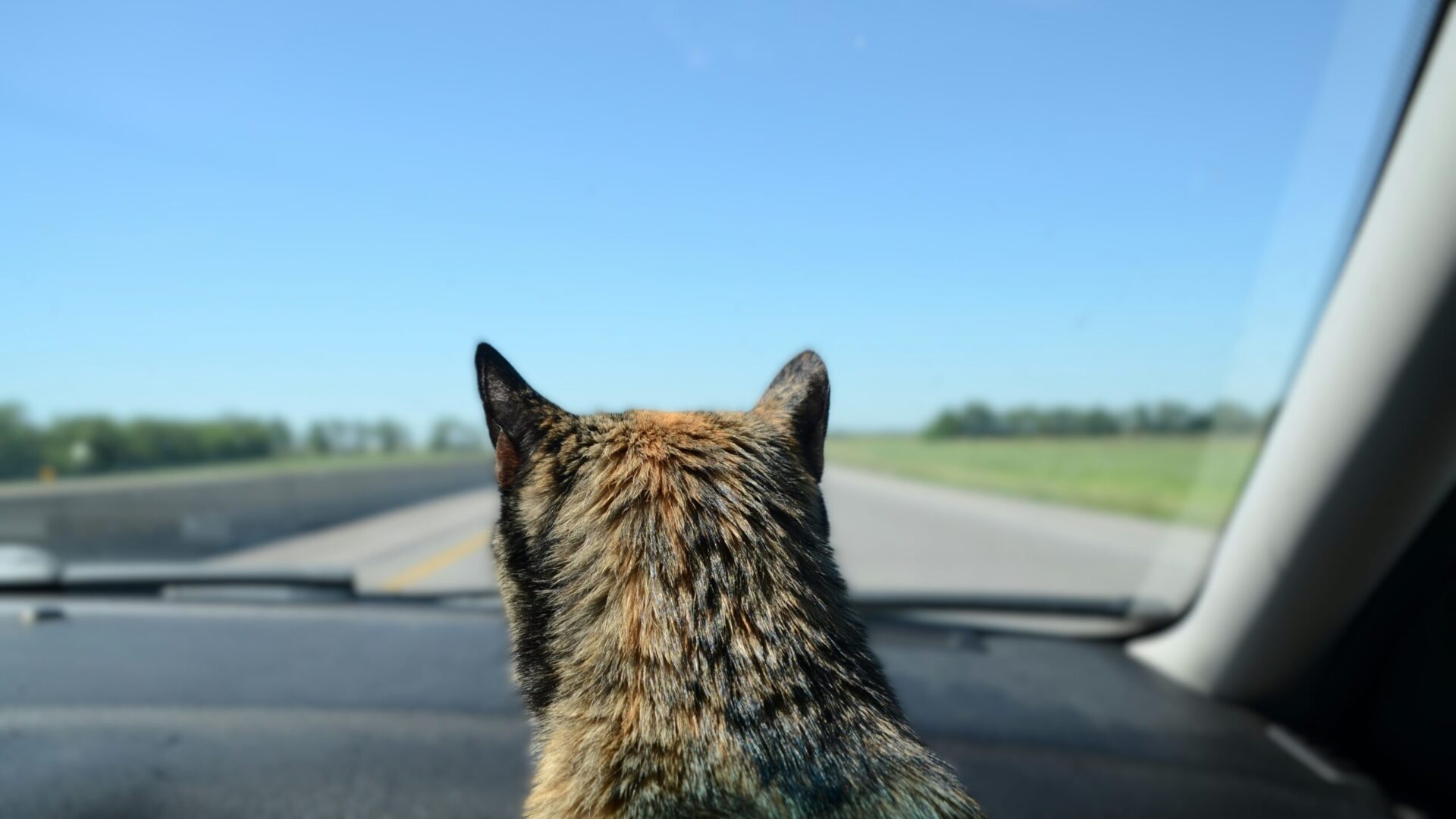 Trials and tails: travelling with cats | battleface